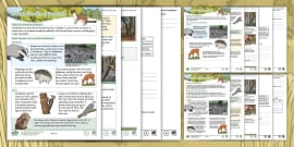 What is a woodland habitat? Learn all about the flora and fauna of ...